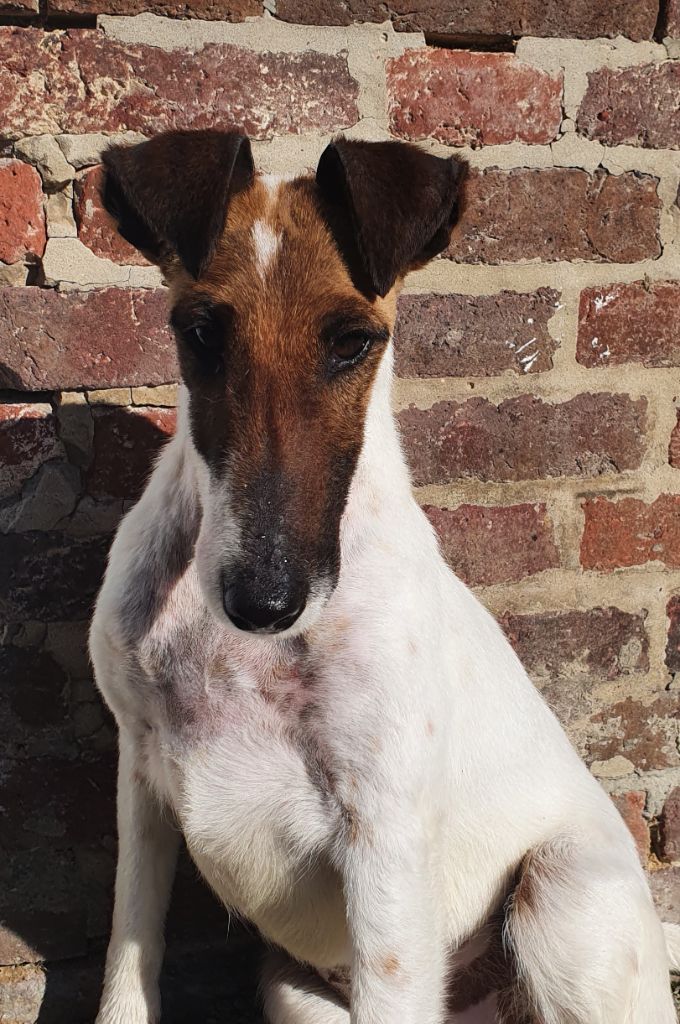 Accueil - Elevage Wry n'Wise - eleveur de chiens Fox Terrier Poil lisse